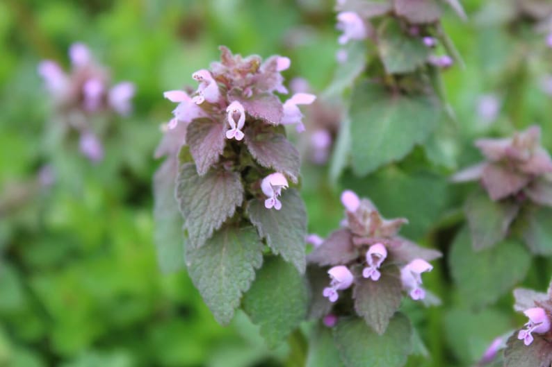 Purple Dead-nettle Seeds ~lamium Purpureum~ Red Henbit ~ Purple ...