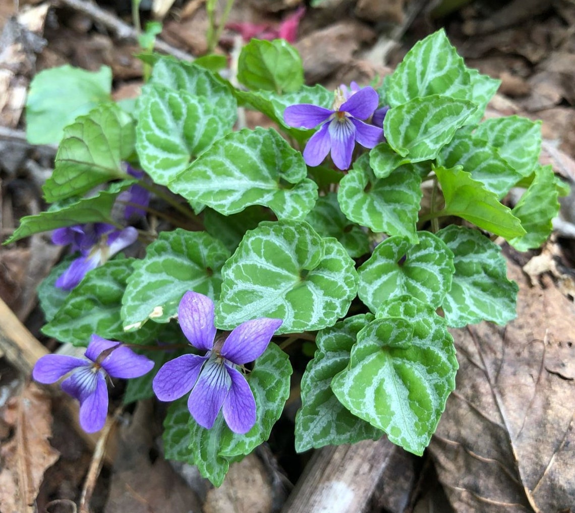 Variegated Korean Violet Seeds ~viola Selkirkii F Variegata~ Rare W ...