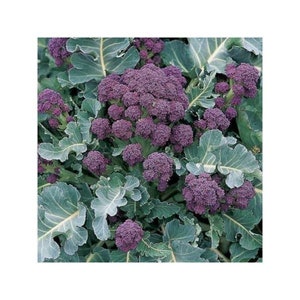 Purple Broccoli ~purple Sprouting Early~ Heirloom Open Pollinated Seeds ...