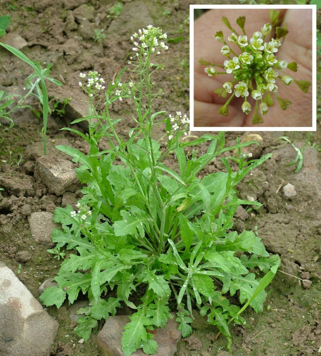 Shepherd's Purse Seeds ~capsella Bursa-pastoris~ Edible Foraging Herb ...