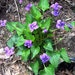 Common Blue Violet ~viola Sororia Seeds~ Wild Form ~ Native Wildflower ...