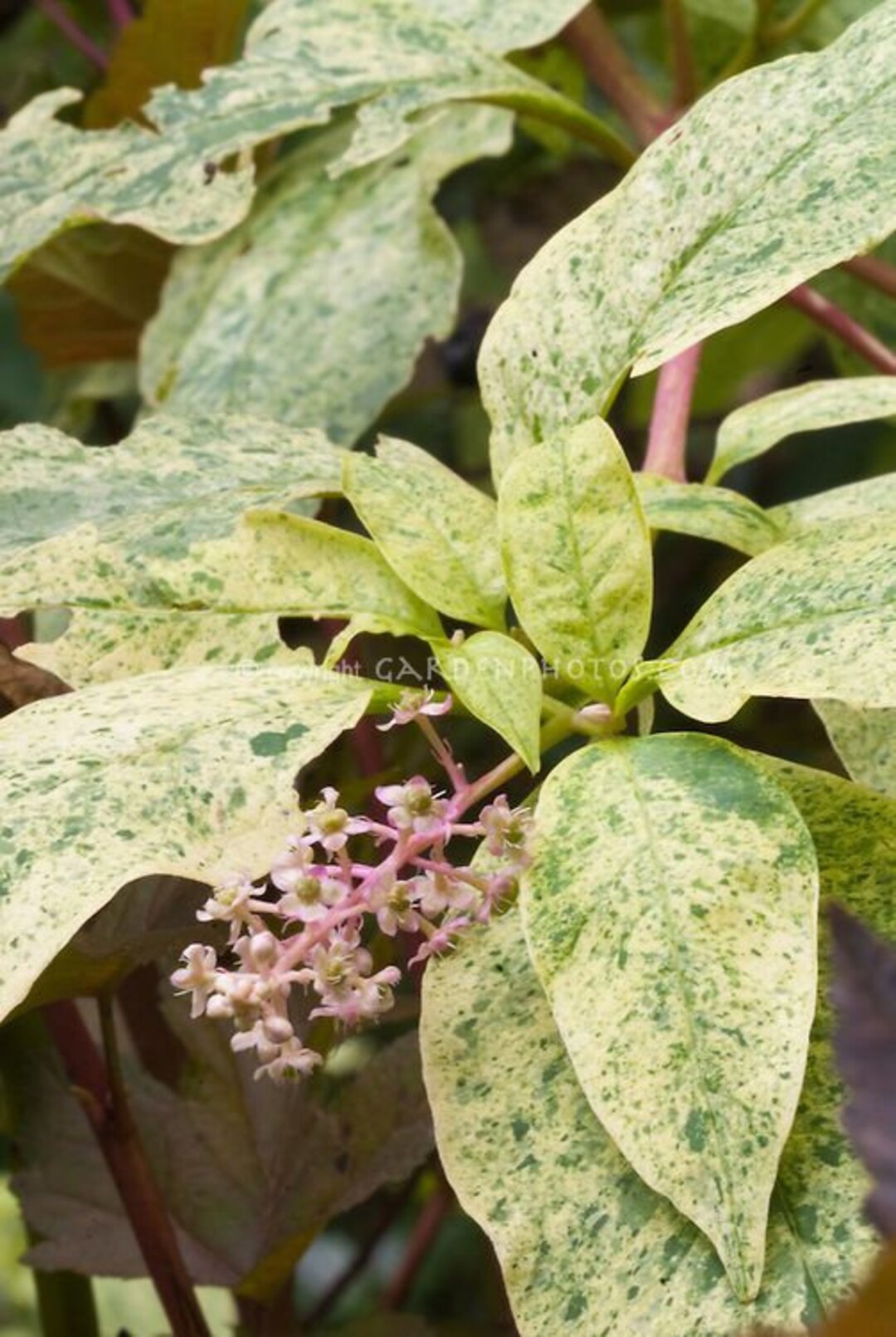 Variegated Pokeweed Seeds ~phytolacca Americana F. Variegata~ Vibrant ...