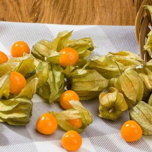 Ground Cherry Seeds ~physalis Peruviana~ Rare Heirloom Plant ~ Inca ...