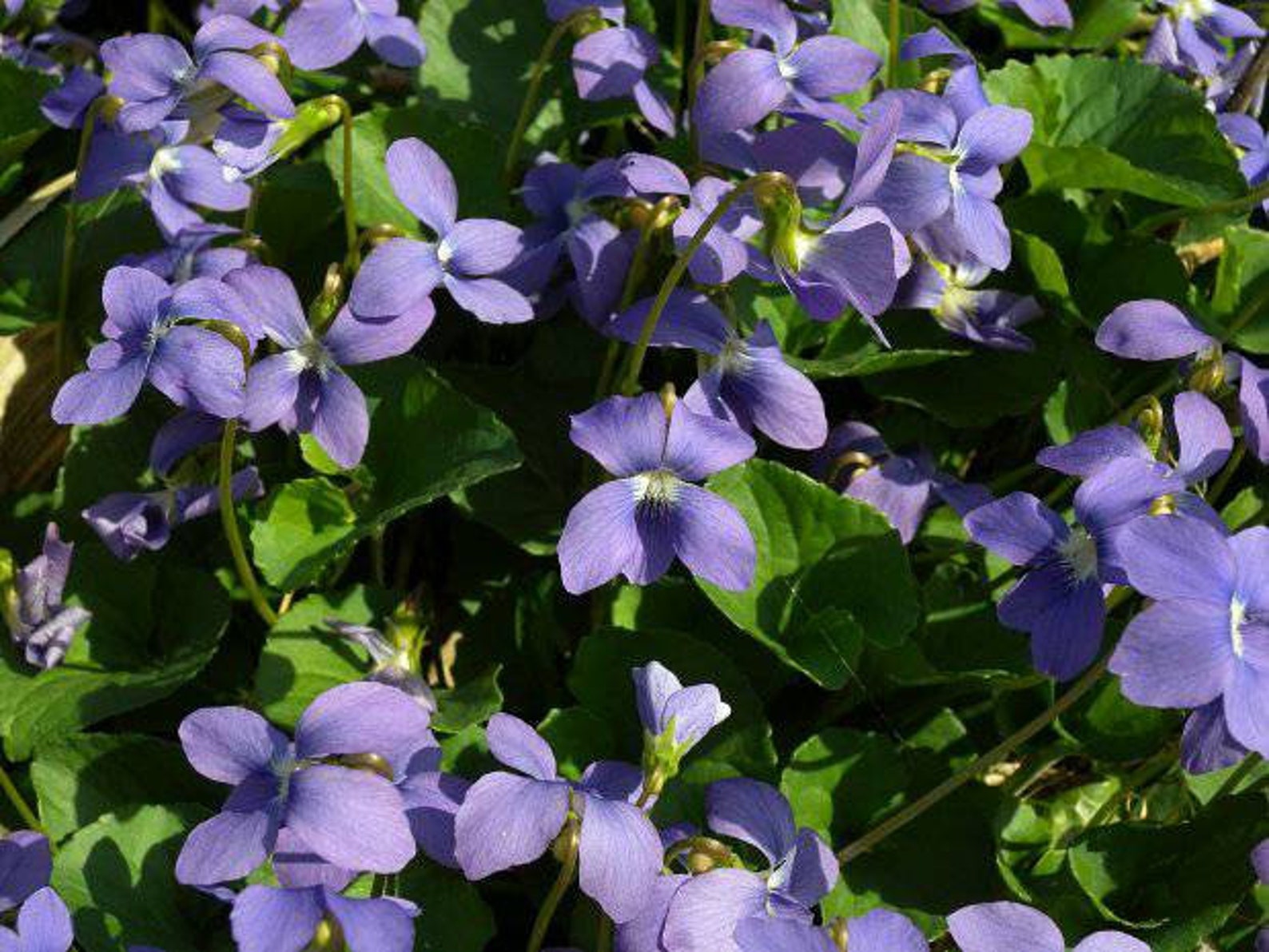 Common Blue Violet ~viola Sororia Seeds~ Wild Form ~ Native Wildflower ...