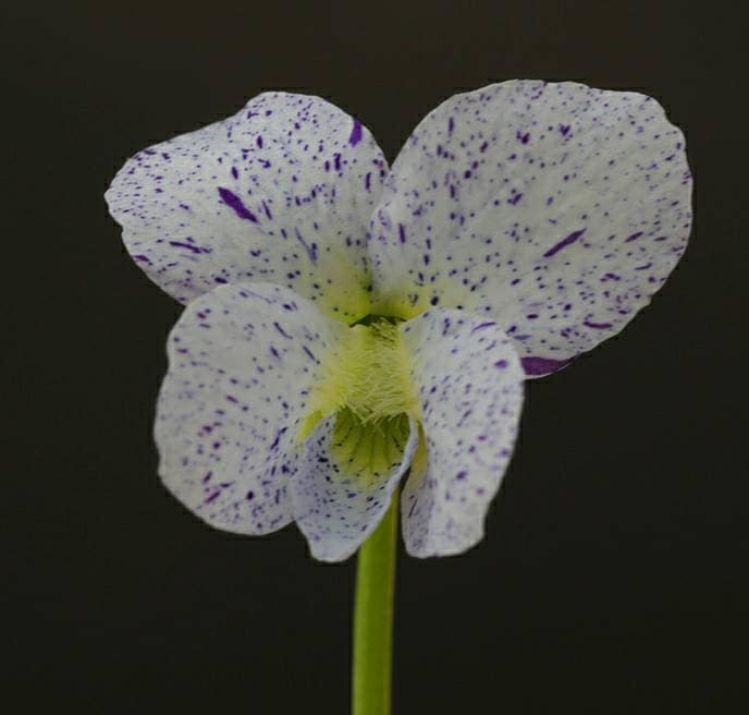 Freckled Blue Violet ~viola Sororia 'freckles' Seeds~ Native Wildflower ...