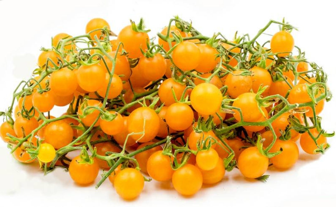 Golden Currant Tomato ~solanum Pimpinellifolium~ Wild Tomato Seeds ...