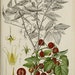 Wild Tomato Combo ~ Galapagos Island Tomato & Currant (spoon) Tomato ...