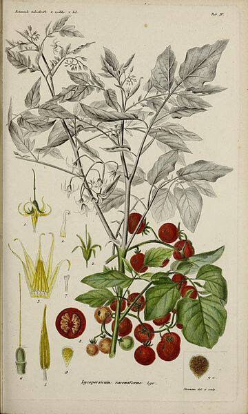 Wild Tomato Combo ~ Galapagos Island Tomato & Currant (spoon) Tomato ...