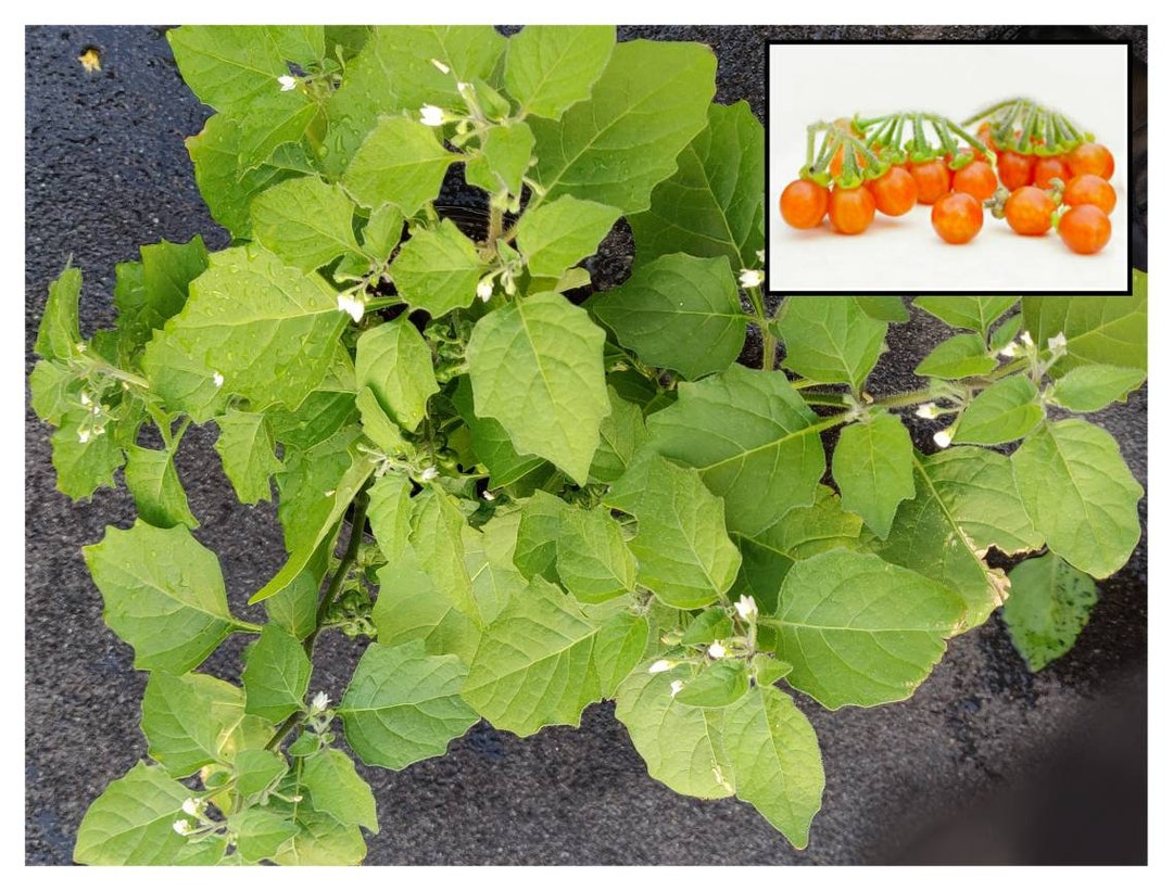 Otricoli Berry Seeds ~solanum Villosum~ Goldberry ~ Orange-fruited ...