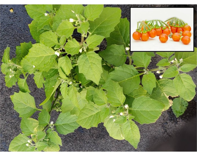 Wonderberry Seeds sunberry - Etsy