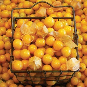 Ground Cherry Seeds ~physalis Peruviana~ Rare Heirloom Plant ~ Inca ...