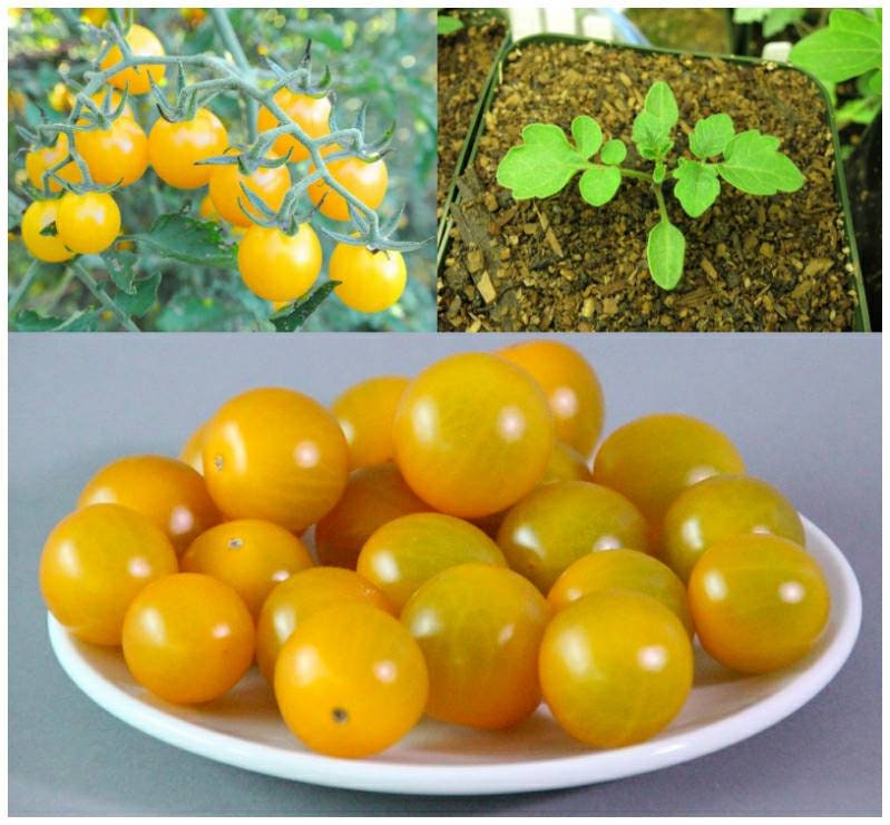 Wild Galapagos Island Tomato ~ Solanum Cheesmaniae ~ Early & Produces ...