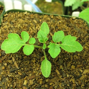Wild Galapagos Island Tomato ~ Solanum Cheesmaniae ~ Early & Produces ...