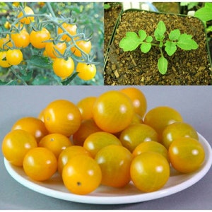 Wild Tomato Combo ~ Galapagos Island Tomato & Currant (spoon) Tomato ...
