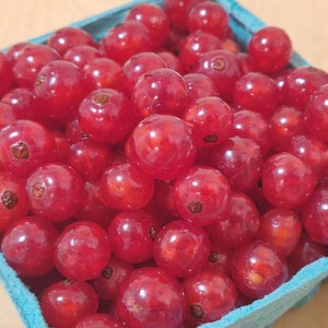 Red Currant Seeds ~ribes Rubrum~ Hardy European Currant Perfect for ...