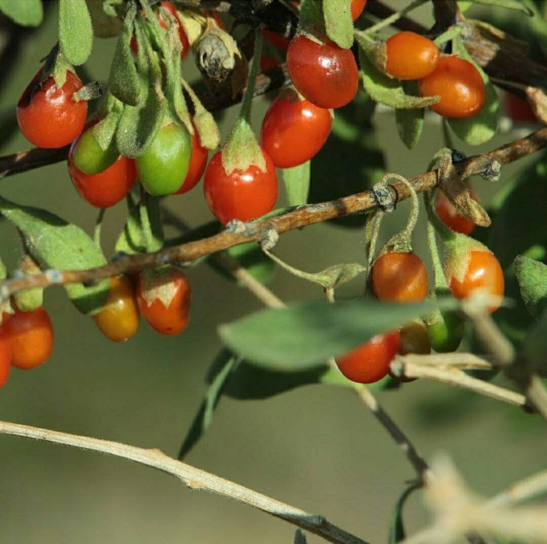 Sonoran Goji Berry ~lycium Excserum~ Desert Wolfberry Seeds ~ Arizona ...