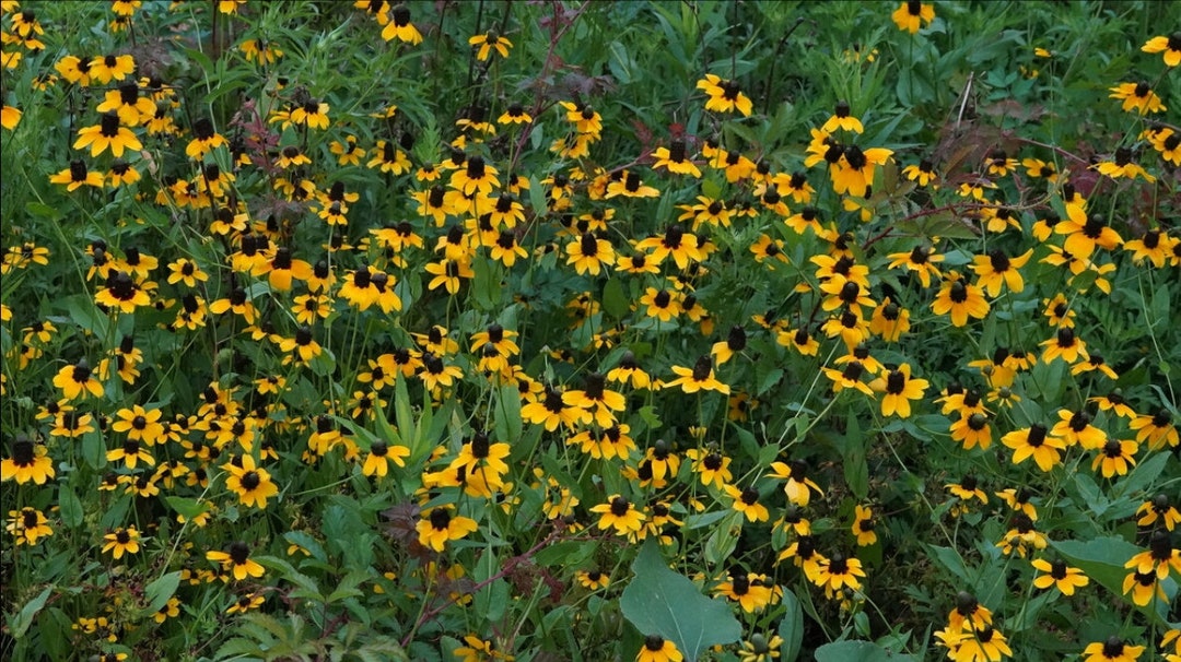 Clasping Coneflower Seeds ~rudbeckia Amplexicaulis~ Easy-grow Perennial ...