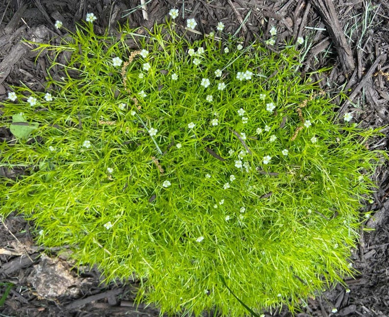 Irish Moss Seeds ~sagina Subulata~ Pearlwort~ Heath ~ Awl-leaf ...