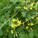 Wild Tomato Combo ~ Galapagos Island Tomato & Currant (spoon) Tomato ...