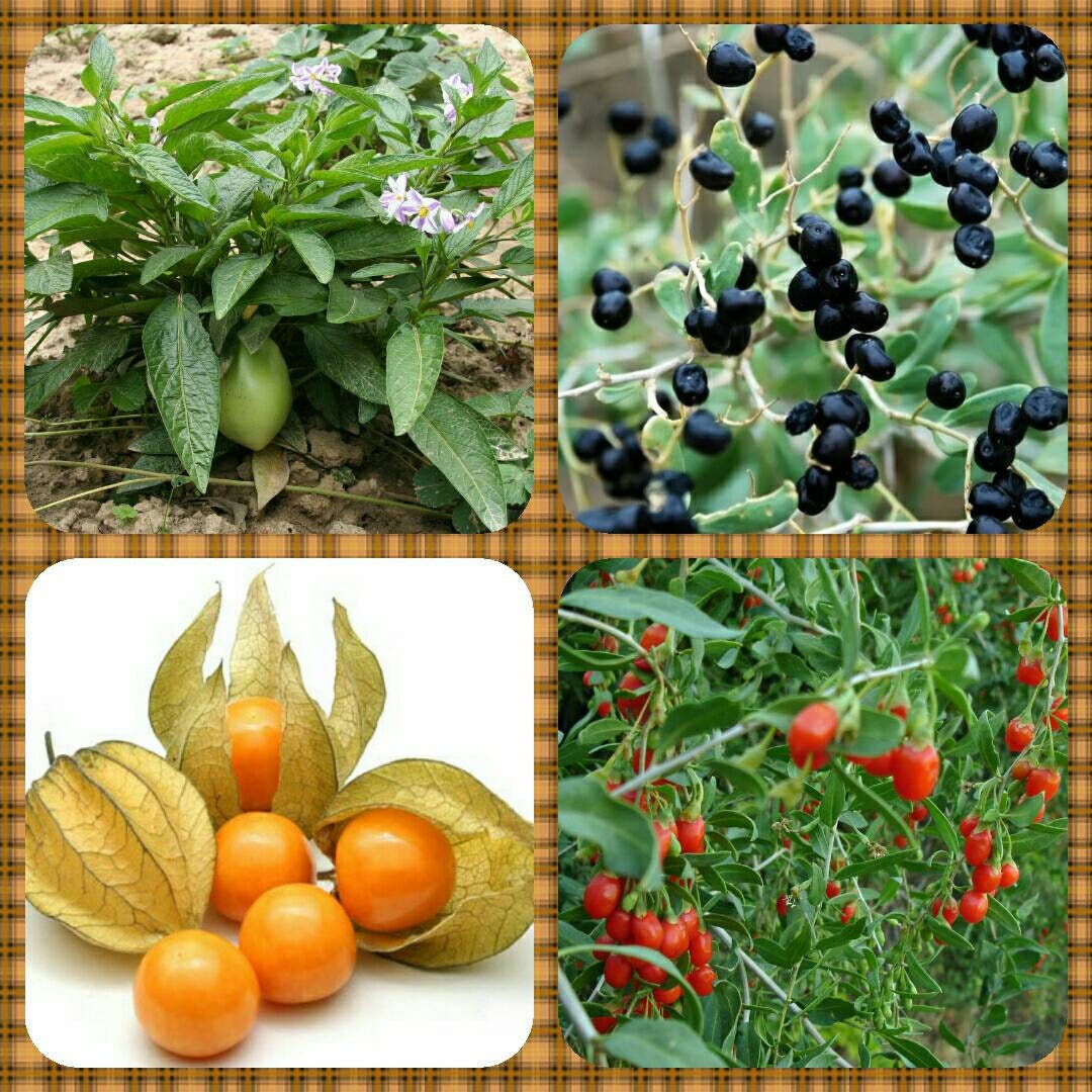 Exotic Solanum Collection: 5 Pepino Melon Seeds; 25 Ground Cherry Seeds ...