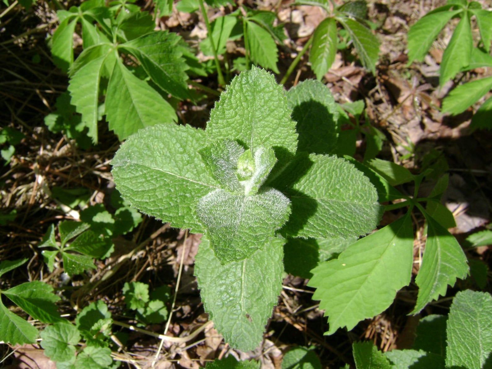 Applemint Seeds ~mentha Suaveolens~ Apple Mint ~ Woolly Mint ...