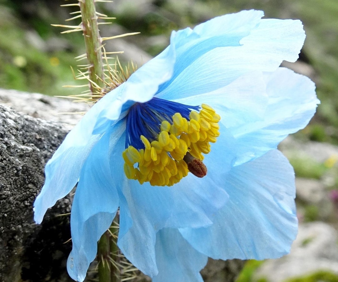 Prickly Blue Poppy Seeds ~meconopsis Horridula~ True Blue Alpine ...