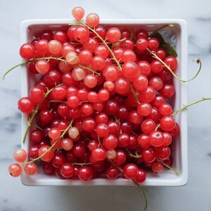 Red Currant Seeds ~ribes Rubrum~ Hardy European Currant Perfect for ...