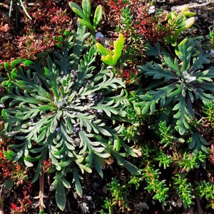 Staghorn Plantain Seeds ~plantago Coronopus~ Buck's-horn ~ Star of the ...