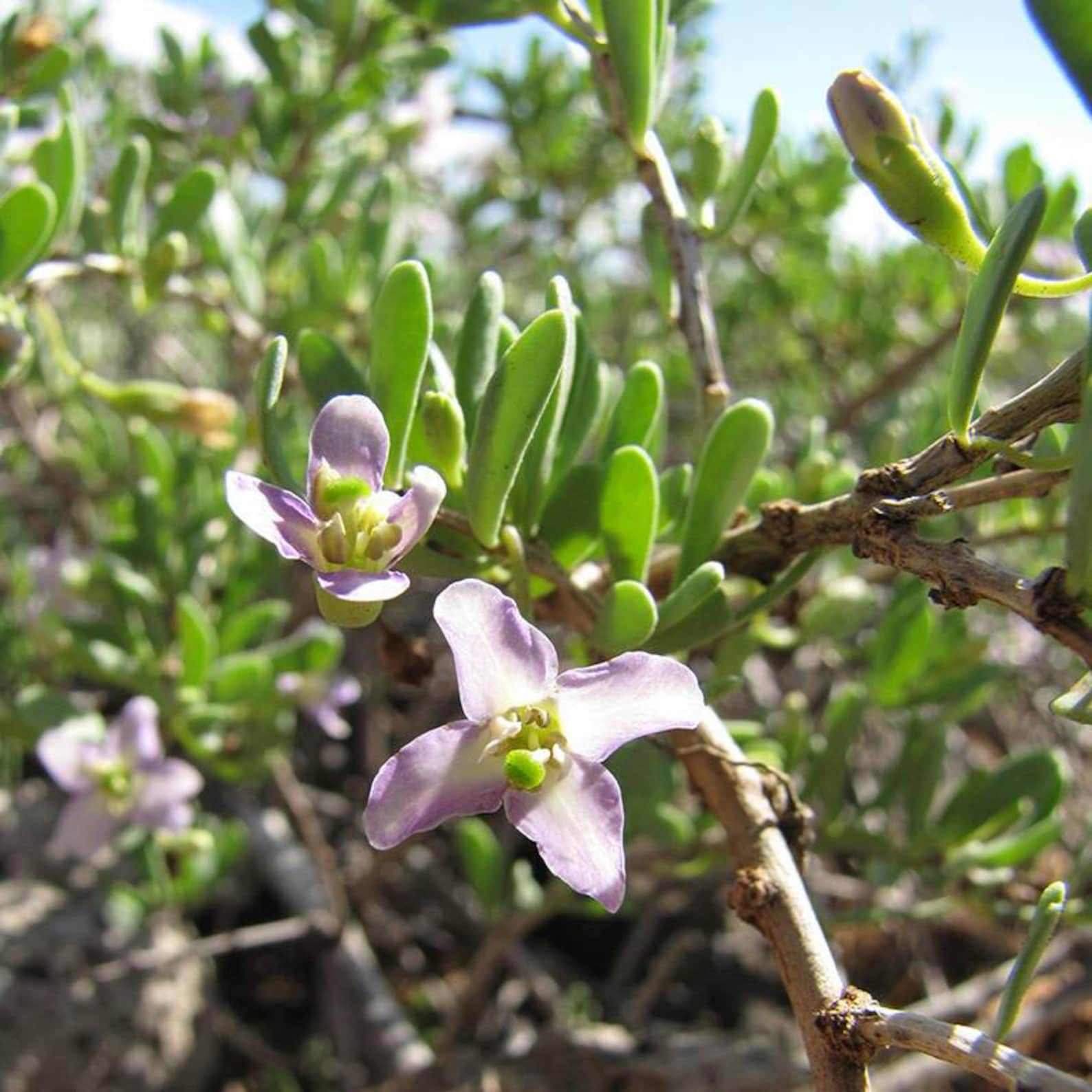 Black Goji Berry ~lycium Ruthenicum~ Himalayan Black Wolfberry Seeds ...