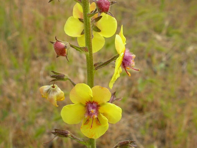 Moth Mullein verbascum Blattaria Wildflower Seeds - Etsy Canada
