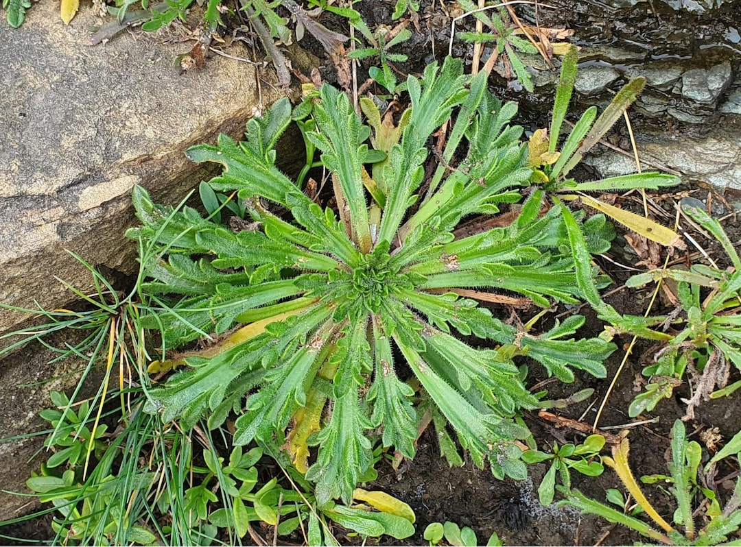 Staghorn Plantain Seeds ~plantago Coronopus~ Buck's-horn ~ Star of the ...