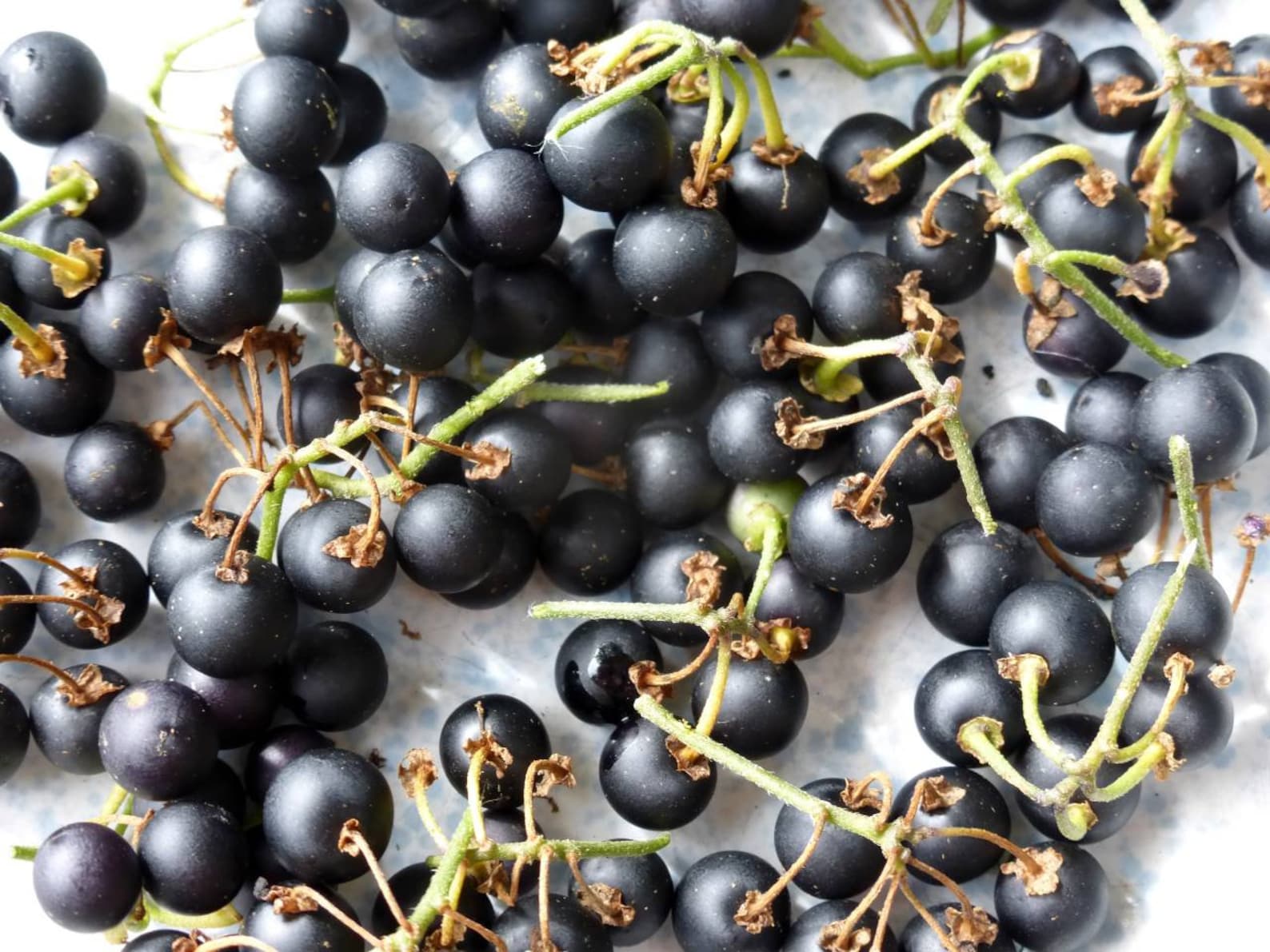 Wonderberry Seeds solanum Retroflexum Burbanks Sunberry | Etsy