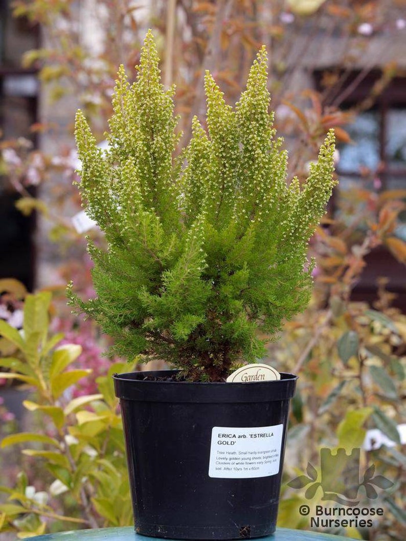 Tree Heath Seeds ~erica Arborea~ White Heath ~ Giant Heather ~ Briar ...