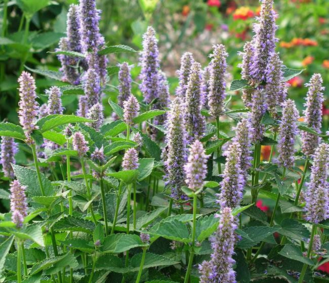 Anise Hyssop Seeds ~agastache Foeniculum~ Native Wildflower ~ Fragrant ...