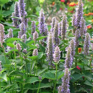 Anise Hyssop Seeds ~agastache Foeniculum~ Native Wildflower ~ Fragrant ...