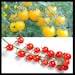 Wild Tomato Combo ~ Galapagos Island Tomato & Currant (spoon) Tomato ...