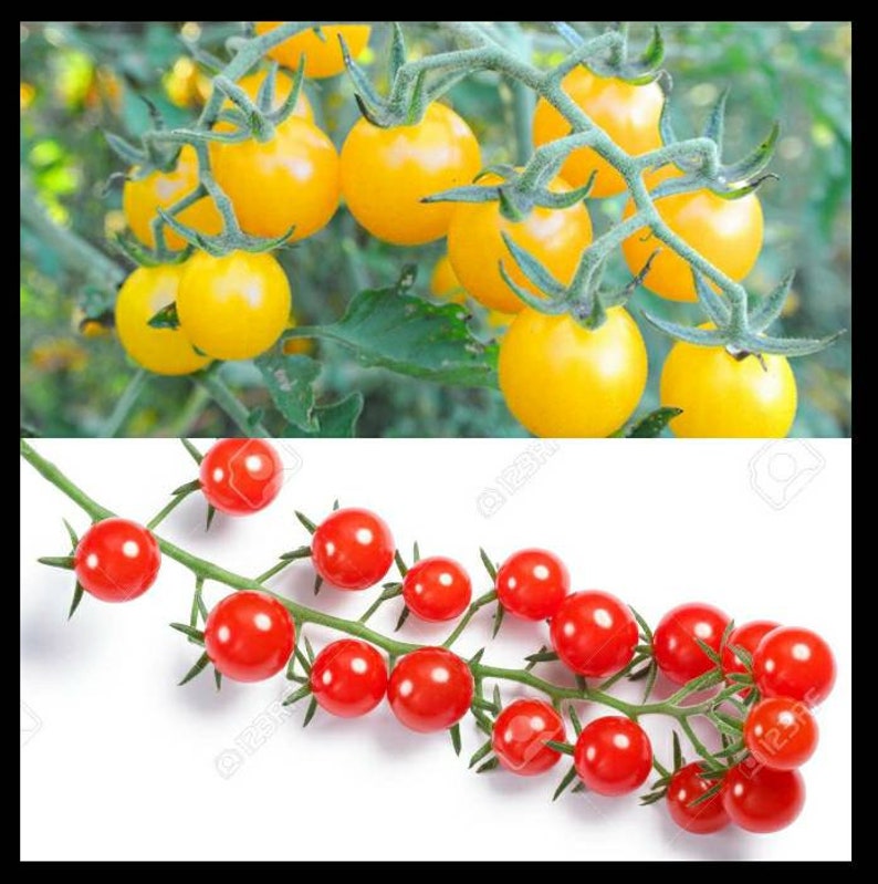 Wild Tomato Combo ~ Galapagos Island Tomato & Currant (spoon) Tomato ...