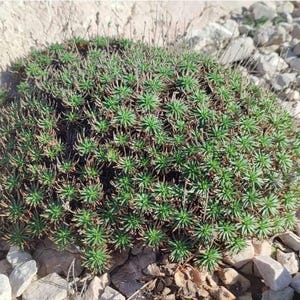 Bonsai Plantain Seeds ~plantago Subulata~ Moss Plantain ~ Rock Garden ...