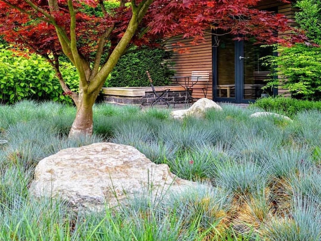 Blue Fescue Seeds ~festuca Glauca~ Azure Fescue ~ Blue Bunch Grass ...