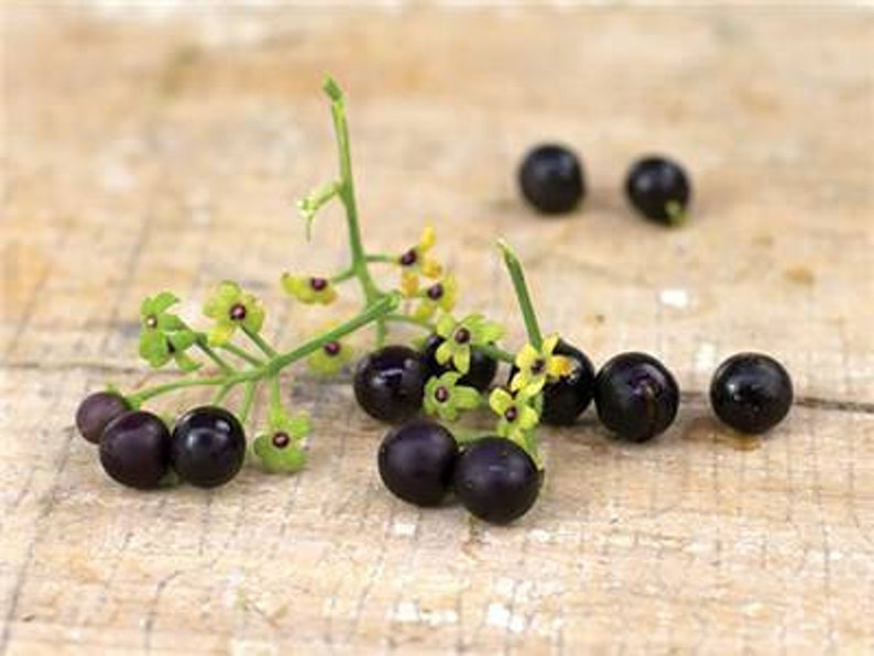 Wonderberry Seeds solanum Retroflexum Burbanks Sunberry | Etsy