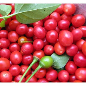 Wild Chiltepin Chile Pepper Seeds ~capsicum Annuum~ Chili ~ SHU 50,000 ...