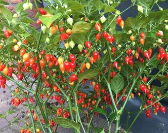 Red Biquinho Pepper Seeds ~capsicum Chinense~ 5,000–20,000 Scoville ...