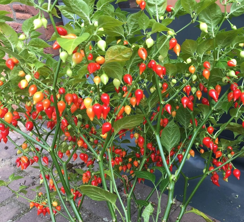 Red Biquinho Pepper Seeds ~capsicum Chinense~ 5,000–20,000 Scoville ...