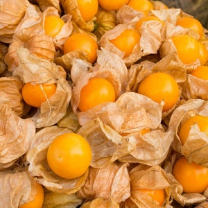 Ground Cherry Seeds ~physalis Peruviana~ Rare Heirloom Plant ~ Inca ...