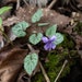Variegated Korean Violet Seeds ~viola Selkirkii F Variegata~ Rare W ...