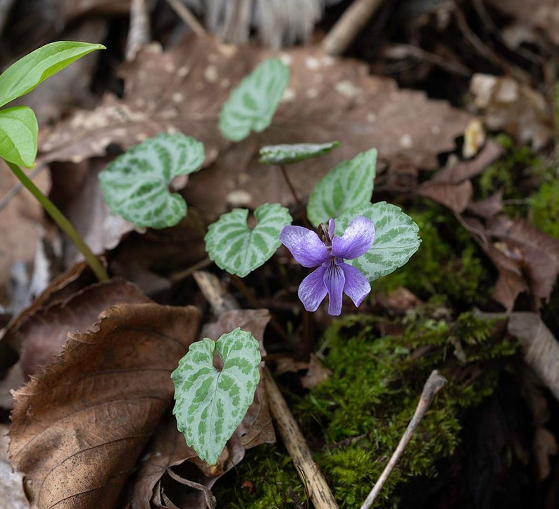 Variegated Korean Violet Seeds ~viola Selkirkii F Variegata~ Rare W ...
