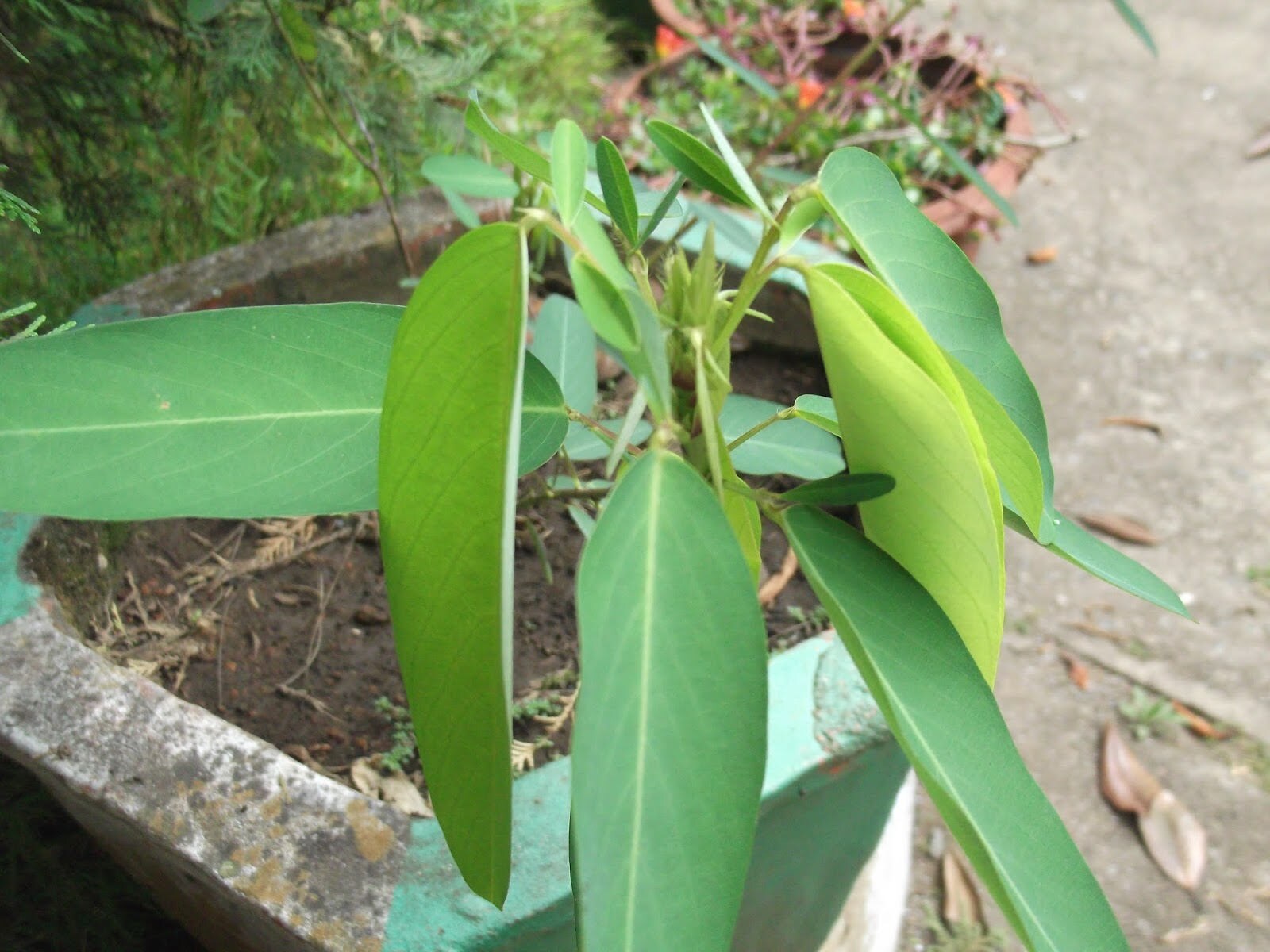 Telegraph Plant Seeds codariocalyx Motorius Fascinating - Etsy