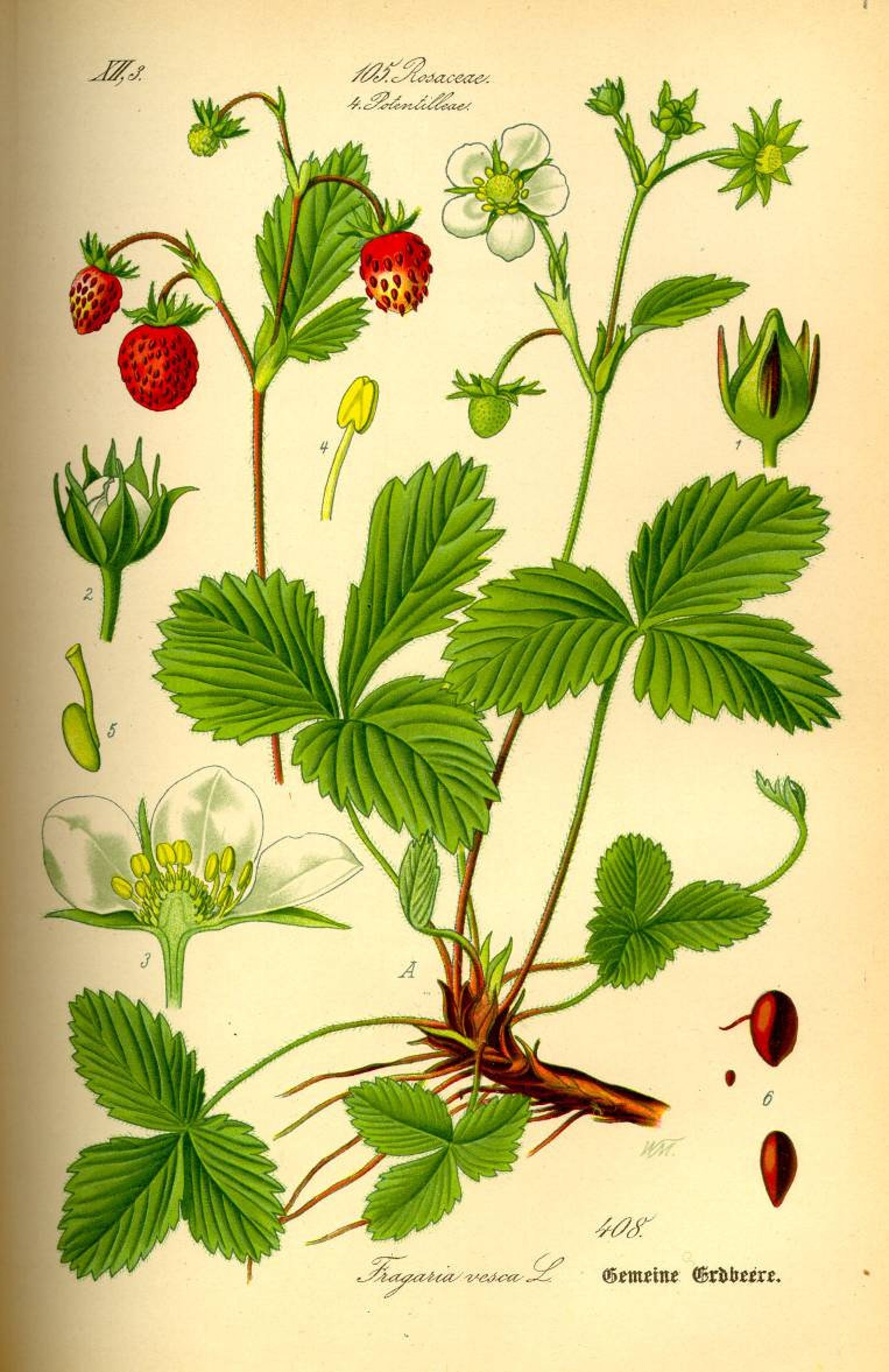 Wild European Strawberry fragaria Vesca Alpine Strawberry - Etsy