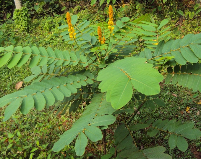 Emperor's Candlestick Plant senna Alata Seeds Host Plant for Several ...