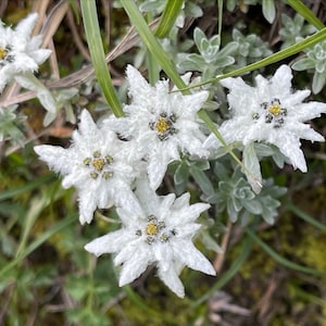 Edelweiss Seeds ~leontopodium Alpinum~ Iconic Wildflower of the Alpine ...